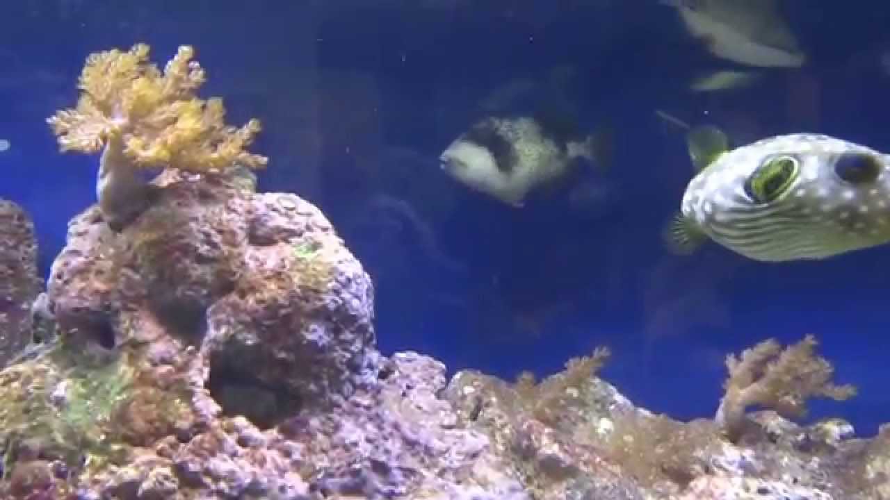 Assasi trigger from the red sea in my 75 gallon tank - YouTube