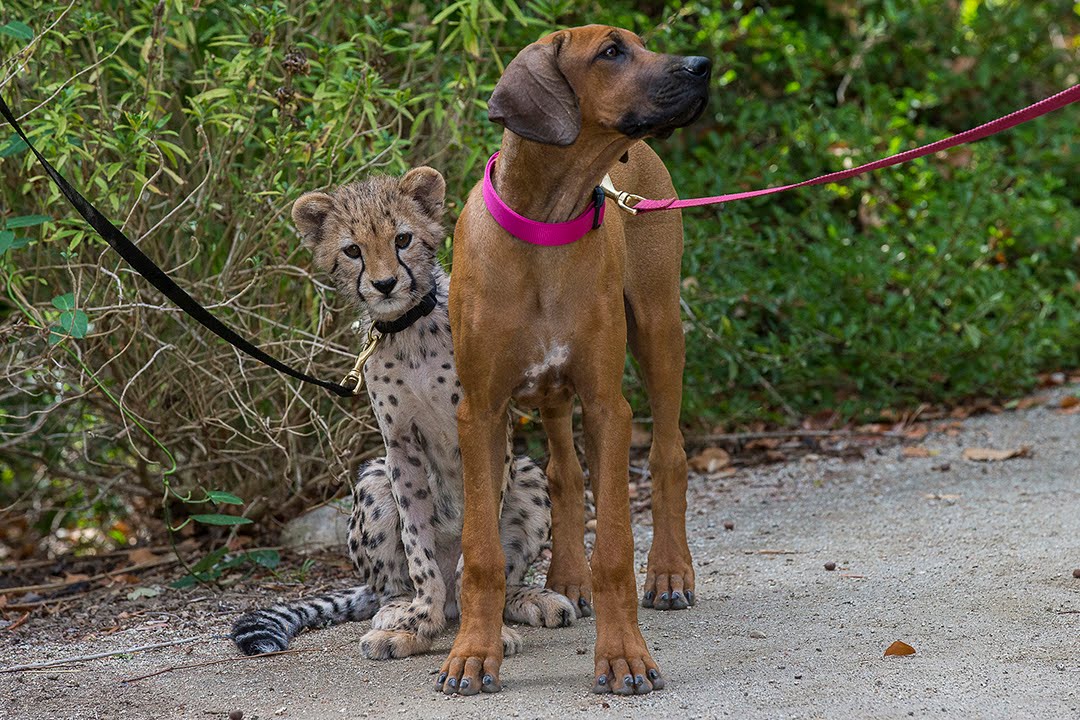 Cheetah Cub Takes Therapy Walk & Plays with Puppy Friend - YouTube