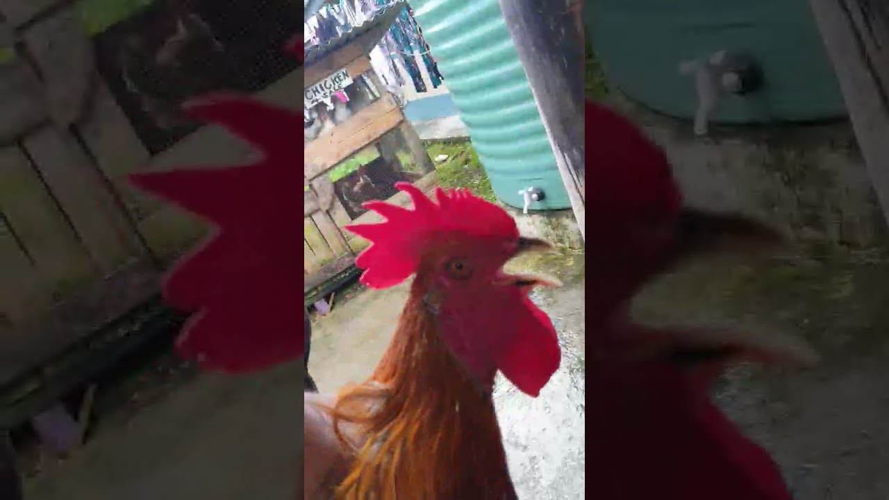 This rooster saying Allah in Fiji - YouTube