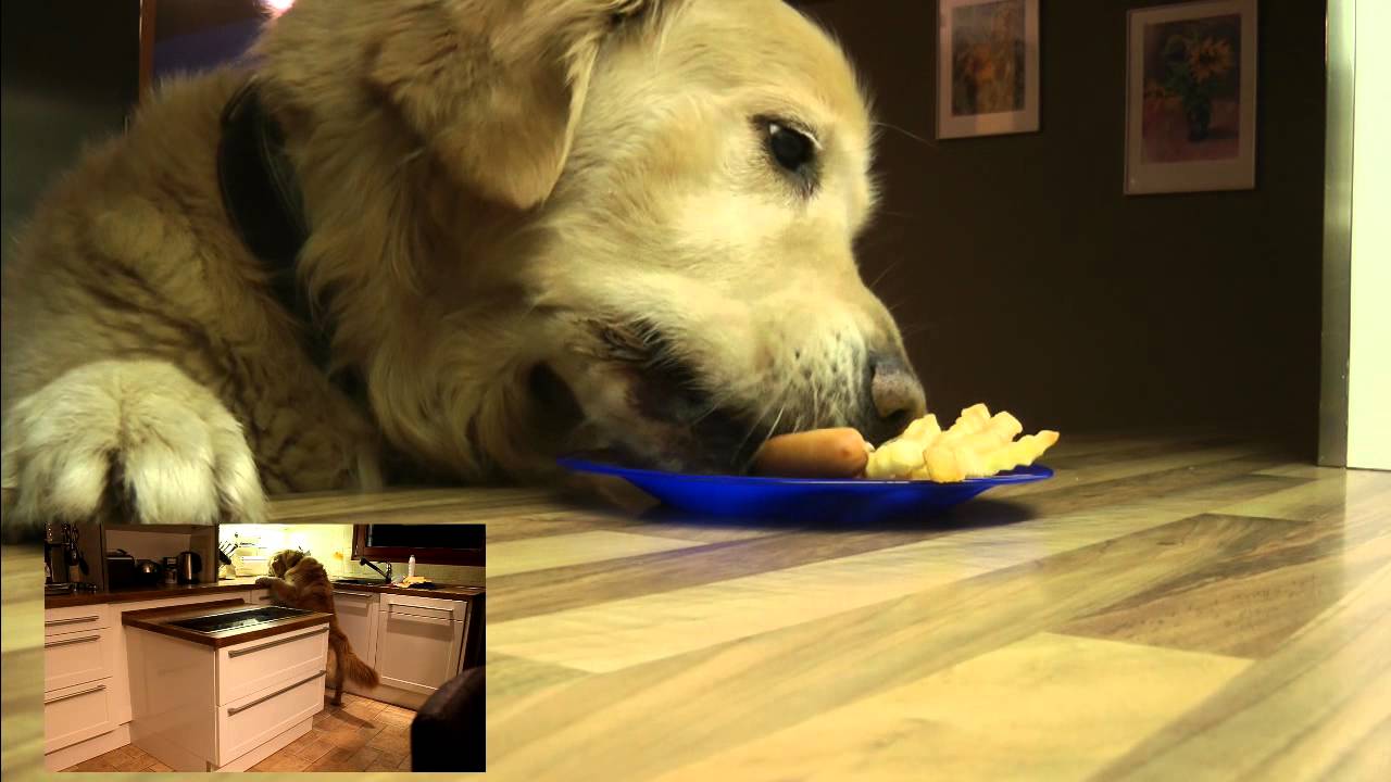 thief dog, steal a dinner - YouTube