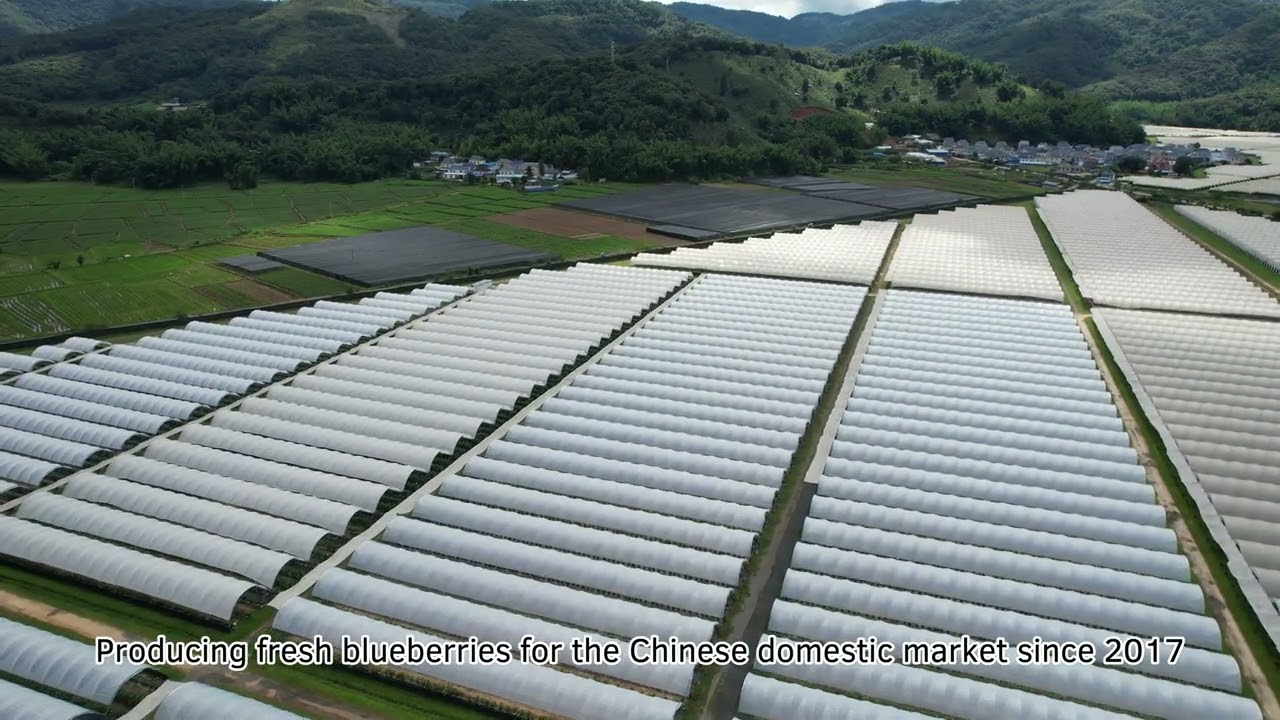 Haygrove farm in China - YouTube