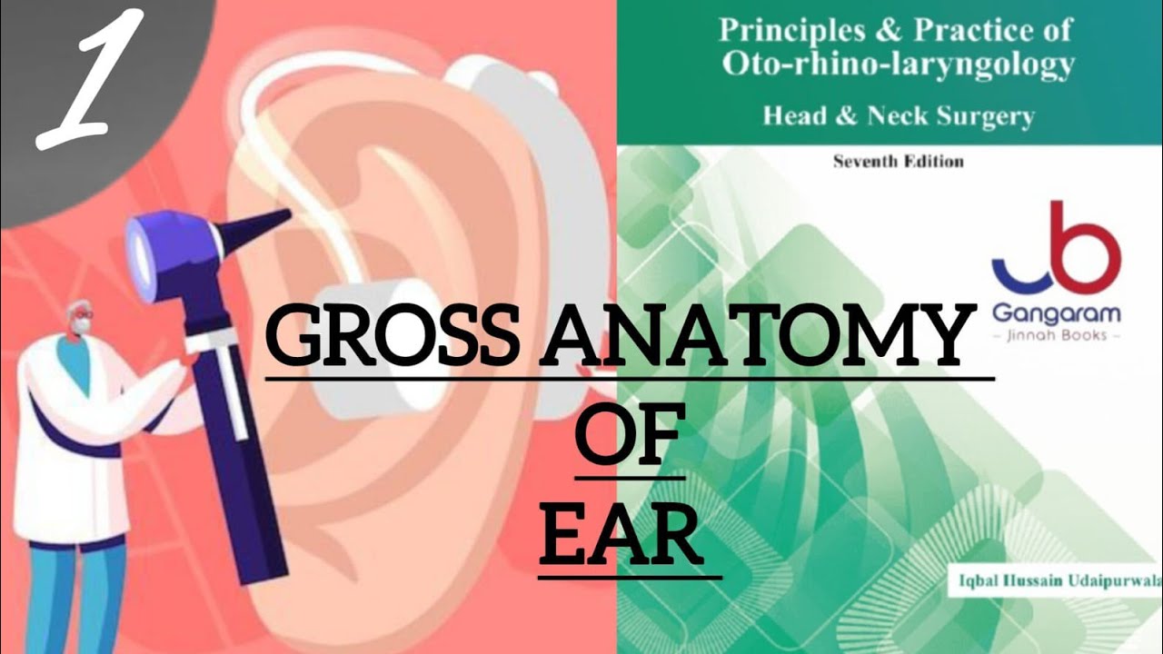 ANATOMY OF EAR (PART-1) |ENT LECTURES| - YouTube
