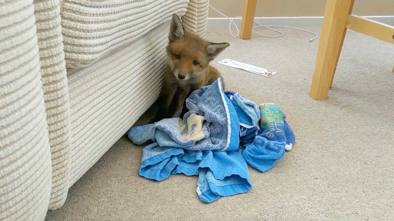 Family Rescue Baby Fox Cub - YouTube