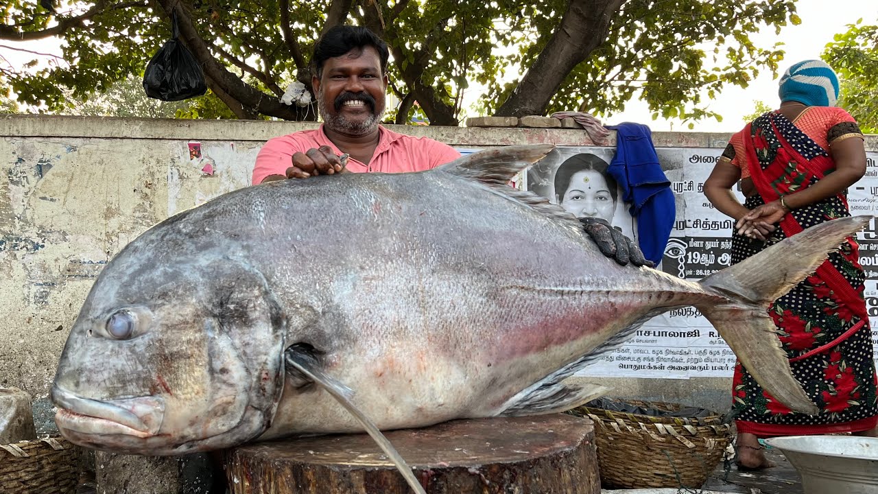 MONSTER SIZE PAARAI FISH 🐠 (50KG) FANTASTIC🤩CUTTING BY KASIMEDU ...
