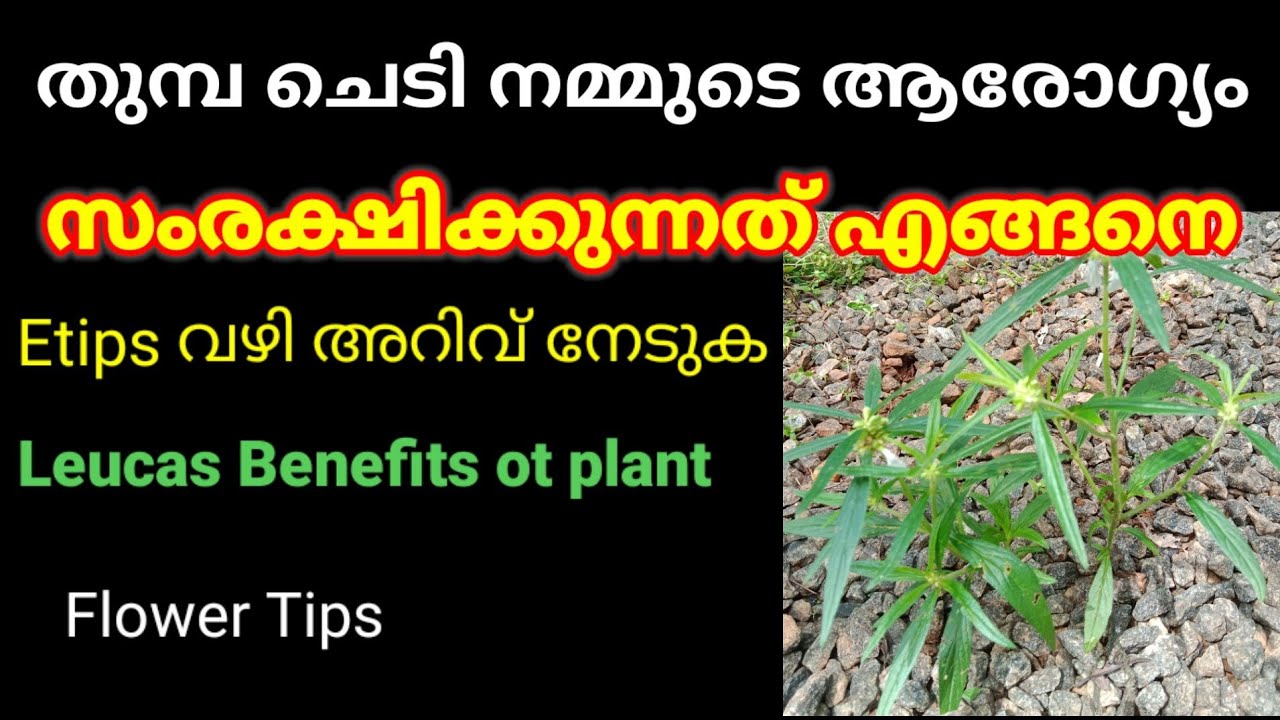 തുമ്പ ചെടിയുടെ ഔഷധ ഗുണങ്ങൾhealth benefits uses of thumba plants#Etips# ...
