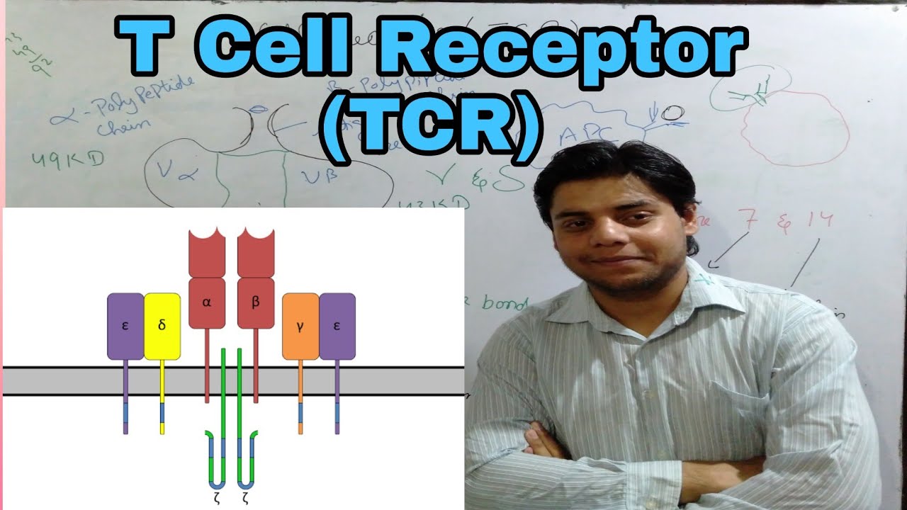 T Cell Receptors (TCR) lecture 2 - YouTube