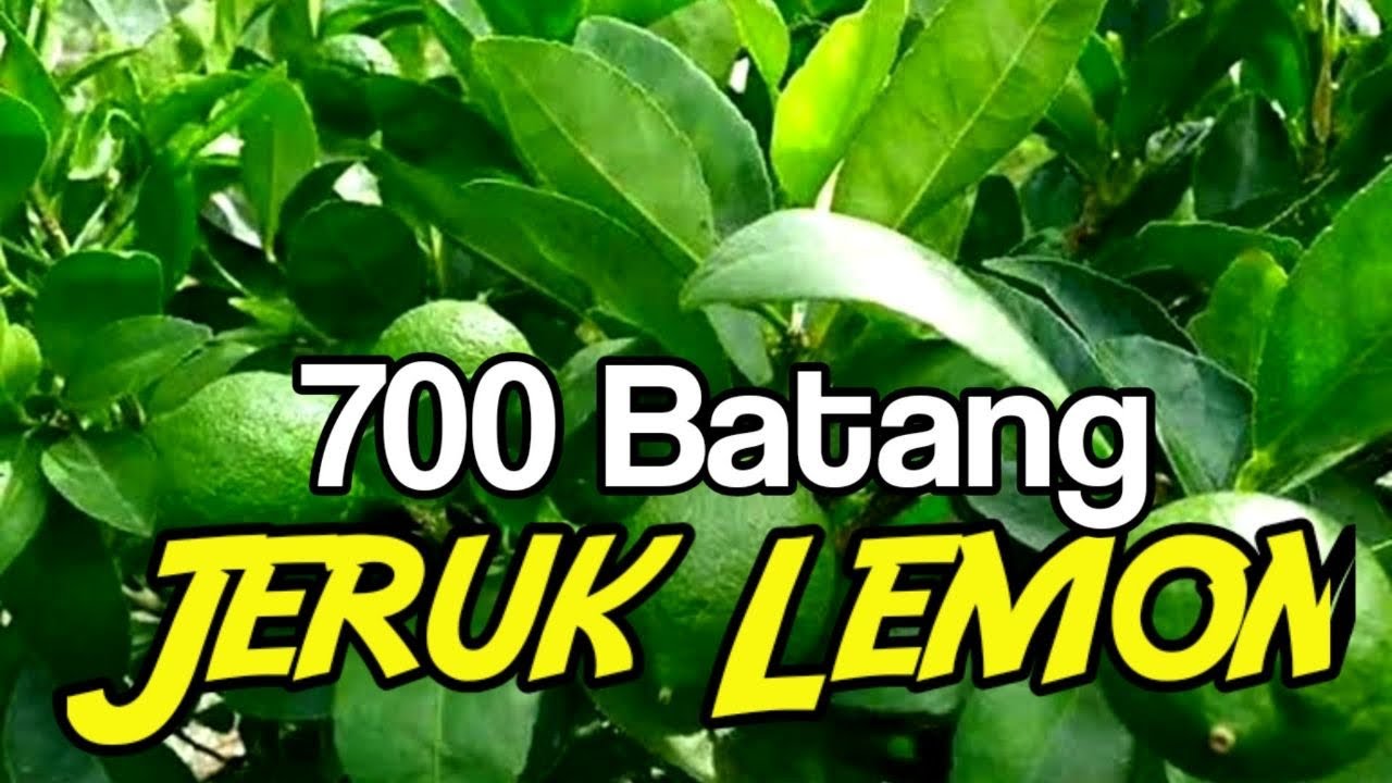 Kebun Jeruk Lemon California - YouTube