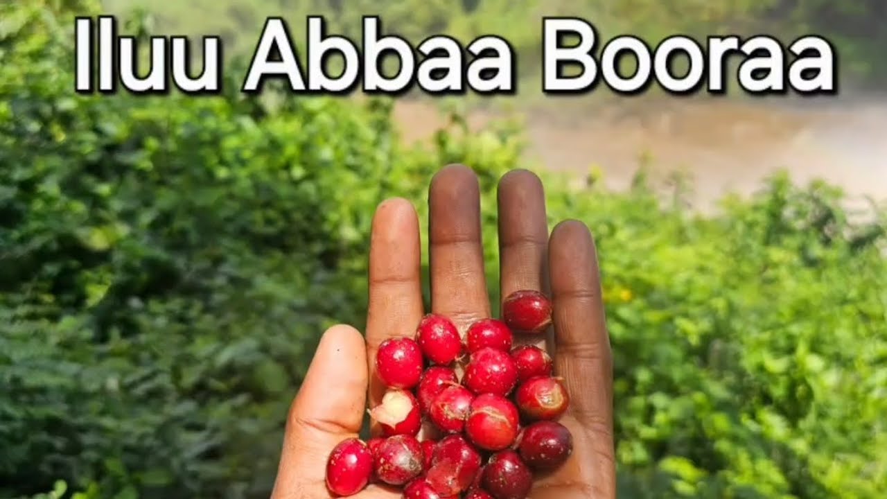 Iluu Abbaa Booraa - YouTube