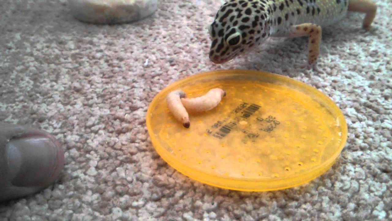 Leopard gecko eats wax worms - YouTube