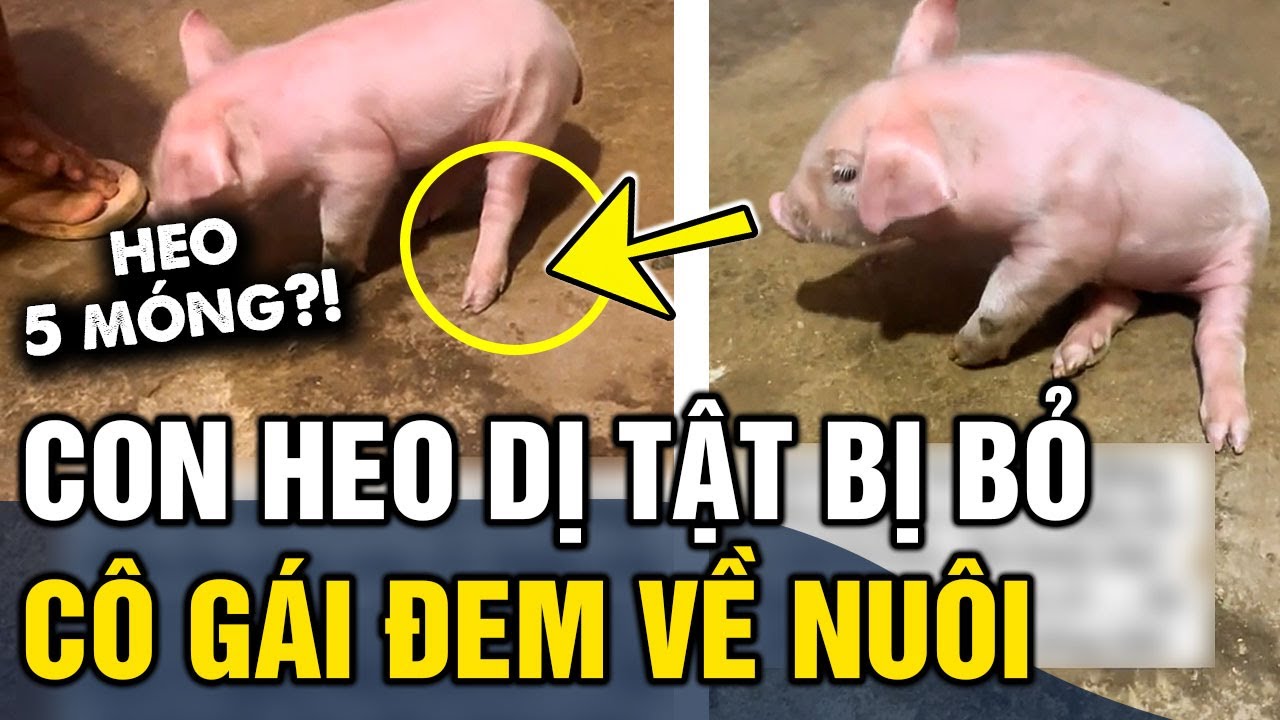 Nhặt được 'HEO CON' bị tật, cô gái ĐEM VỀ NUÔI bất chấp dân mạng khuyên ...