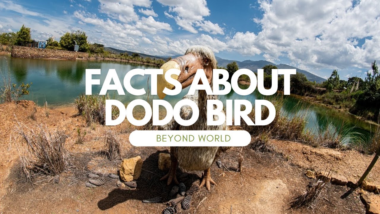 Facts about the DODO bird - YouTube