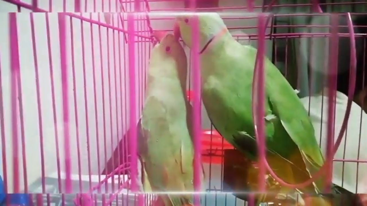 Beautiful Parrot Bird In Pakistan | United Muslim Nation - YouTube