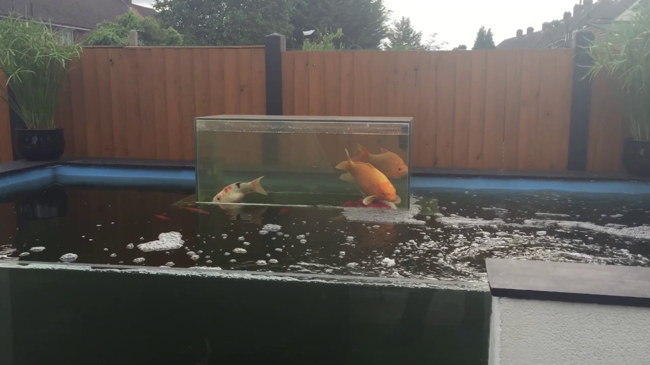 Koi in pond fish tank dome - YouTube