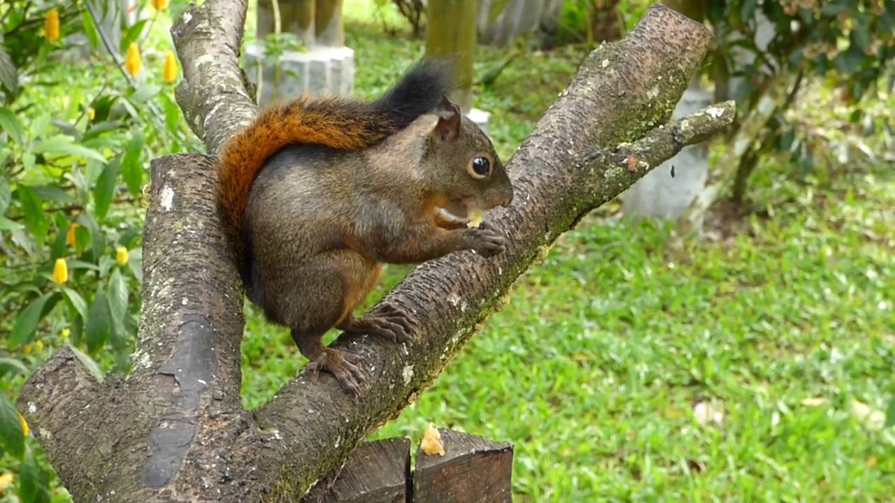 Ardilla De Cola Roja Especies Olvidadas: La Ardilla Exótica Con Una