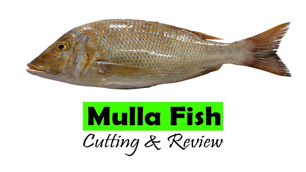 Karachi Fish Update | Mulla (Emperor) Fish | Fish Market | Fish Video ...