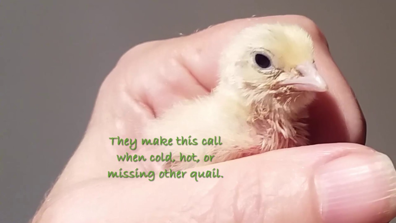 baby quail chick distress call - YouTube