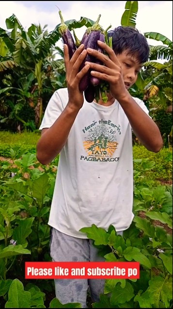 TALONG na Mahaba 🤏💦#eggplant #talong #vegetables # ...