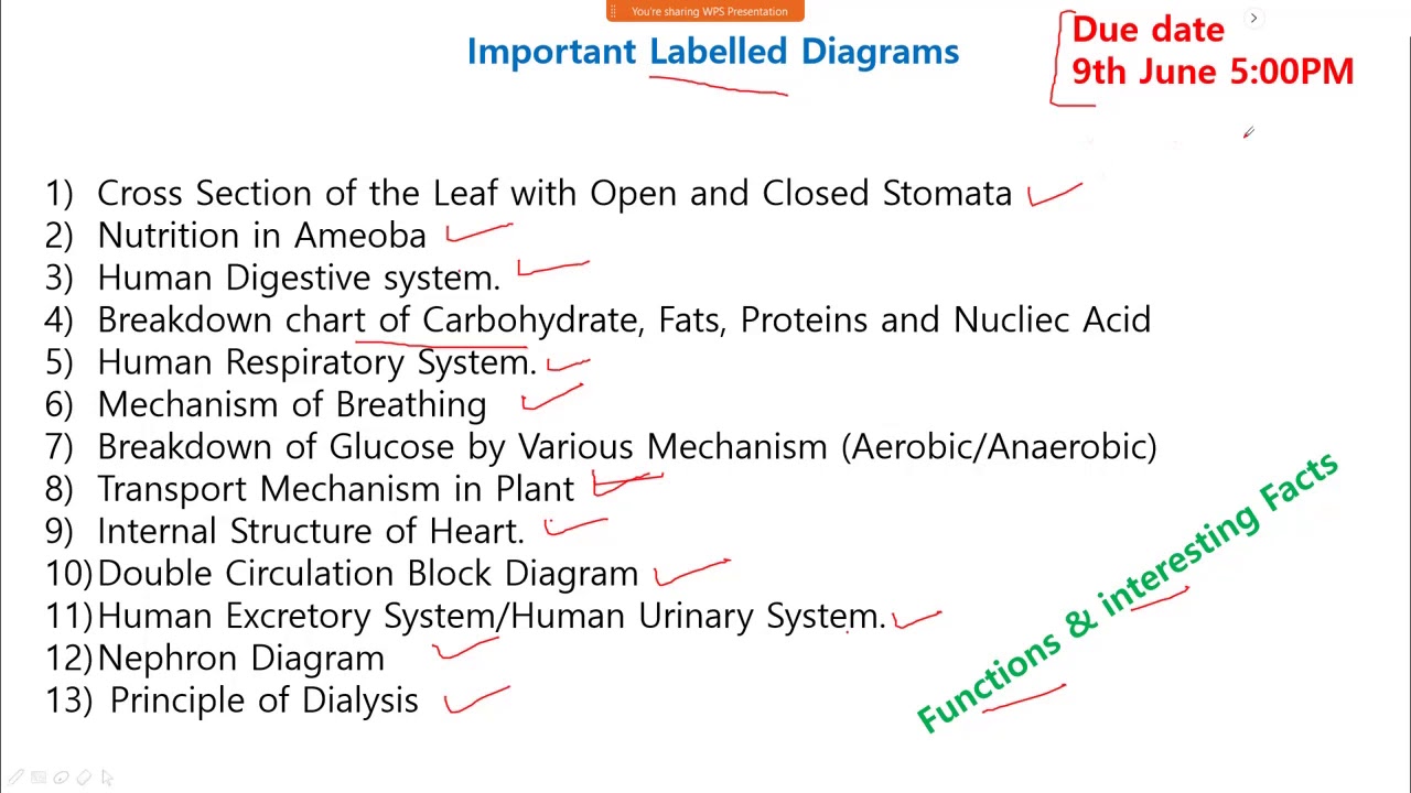 GTC-Class-X-Science-Ch6(Biology) - Life Processes-Important Diagrams of ...