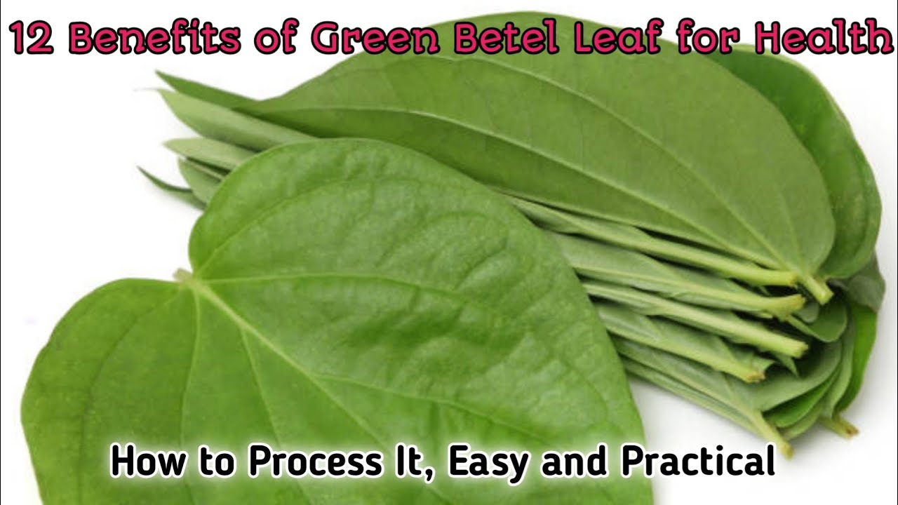 12 Benefits of Green Betel Leaf for Health and How to Process It, Easy ...