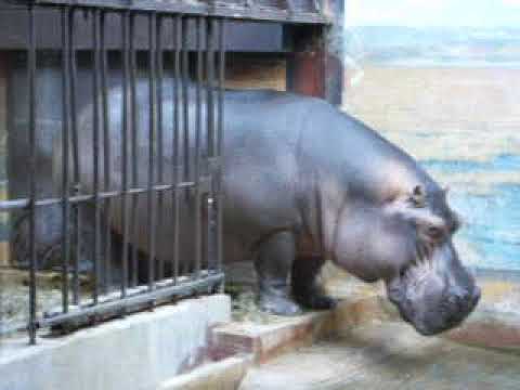 FUNNY! Hippo Pooping sounds like a Machine Gun!!! (Short Version)