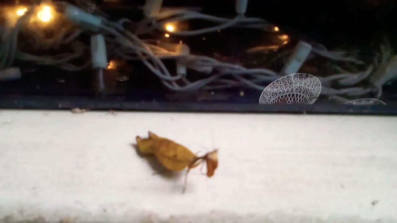 LEAF BUG WITH WINGS FLY AWAY - YouTube