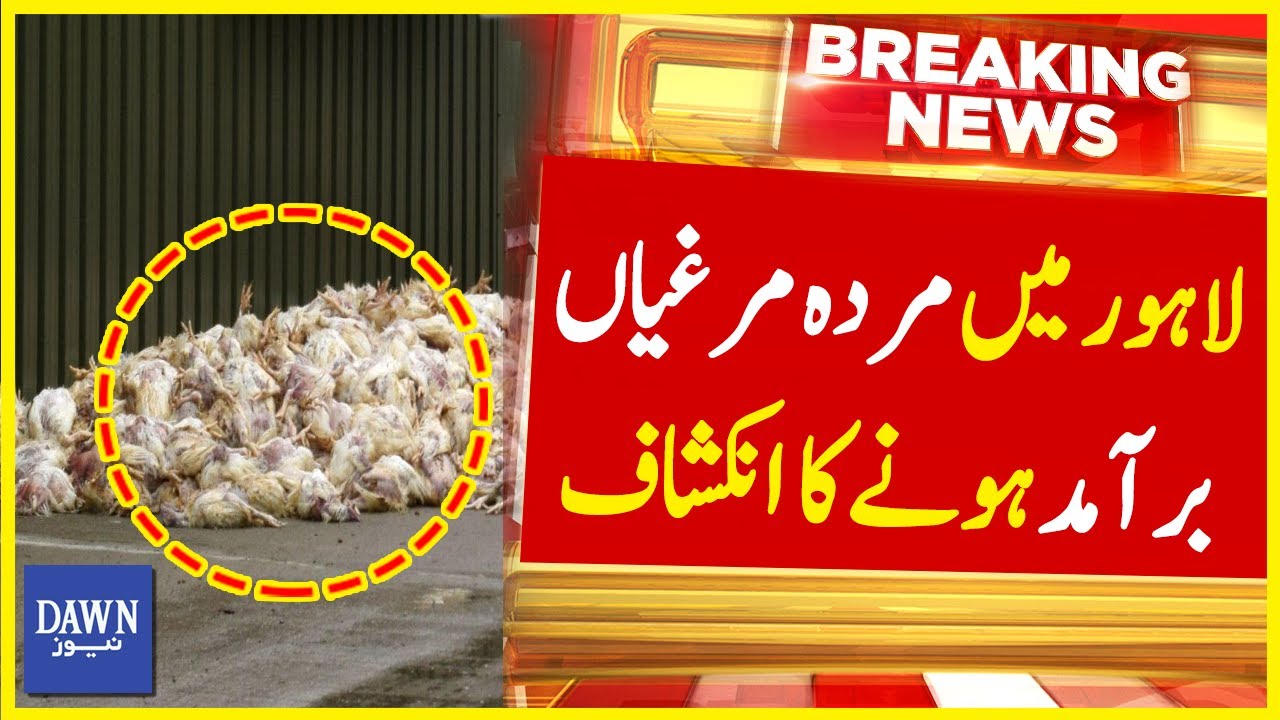 Disclosure Of Dead Chickens Found in Lahore | Breaking News | Dawn News ...
