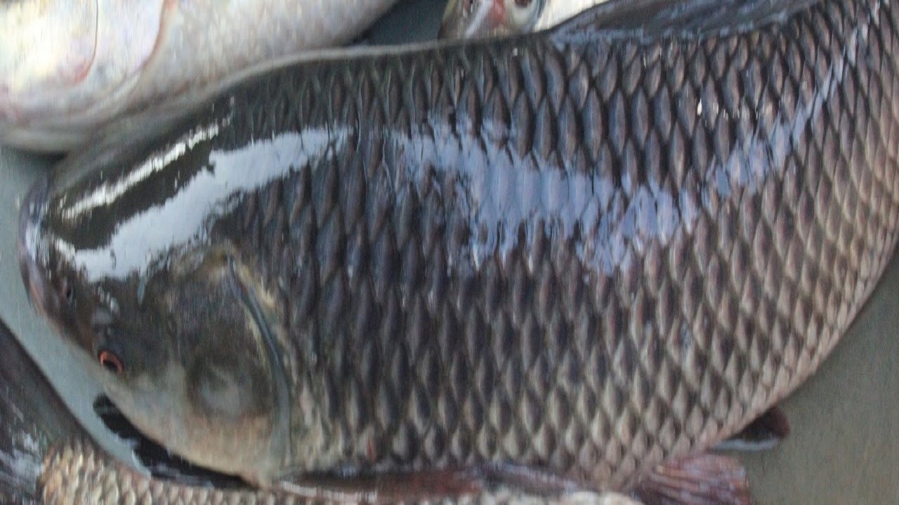 Big Rui fish Cutting Video-Rajfulbaria Fish Market-Bangladesh-Fishing ...