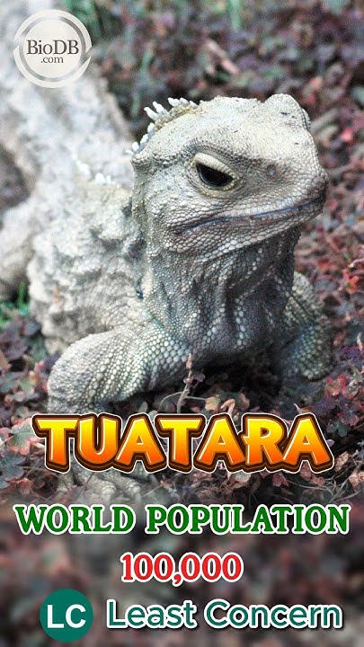 🦖Tuatara facts, distribution & population | BioDB #biodb #reptiles # ...