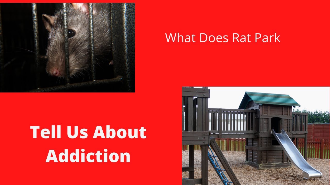 Rat Park What Does It Teach Us About Addiction - YouTube