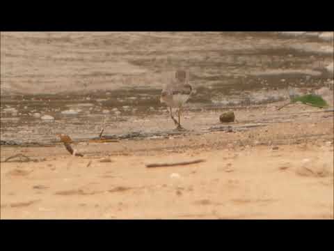 Terek Sandpiper Port Hacking 1pm 5/12/2019