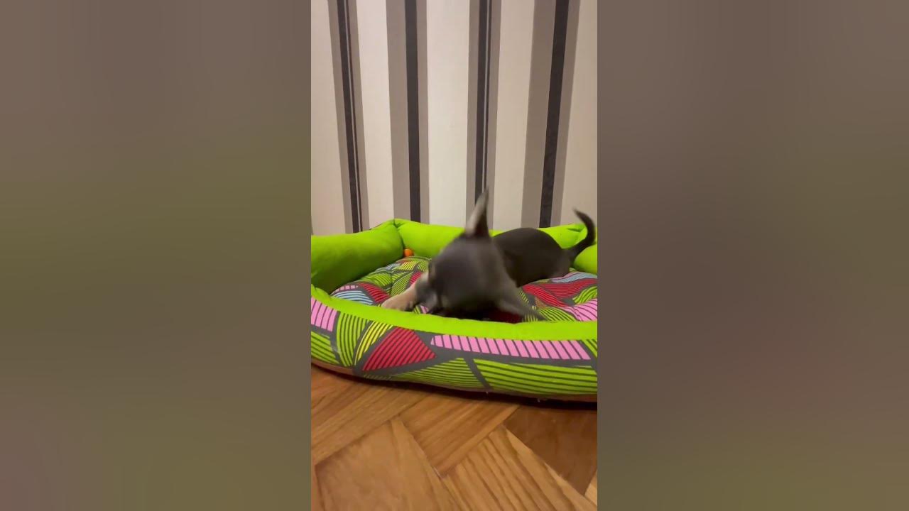 Бандик🐕♥️♥️♥️ - YouTube