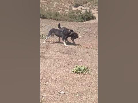 саг чанг - YouTube