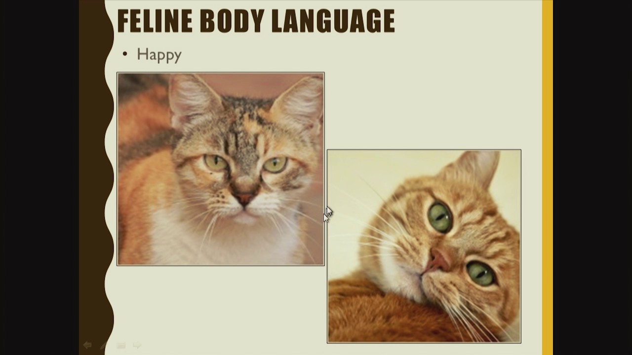 Cool Cat - Feline Friendly Handling - YouTube