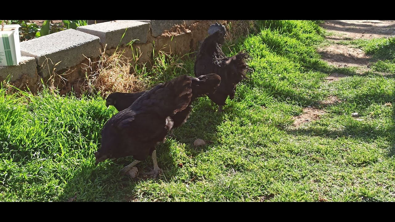 Ayem cemani tavuğu ve horozu ( KARA TAVUK ) ETİ SİYAH TAVUK - YouTube