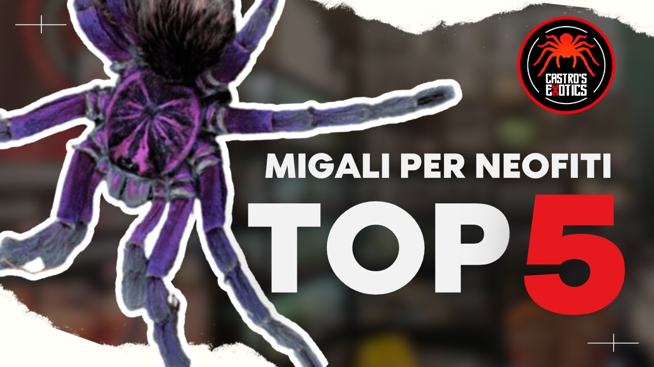 TOP 5 TARANTOLE PER NEOFITI che NON CONOSCI! - YouTube