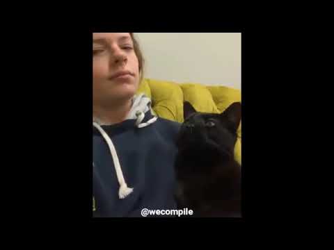 😂😂Funny Animals Short Video 😂😂(Eğlenceli Kısa Hayvan Videosu)