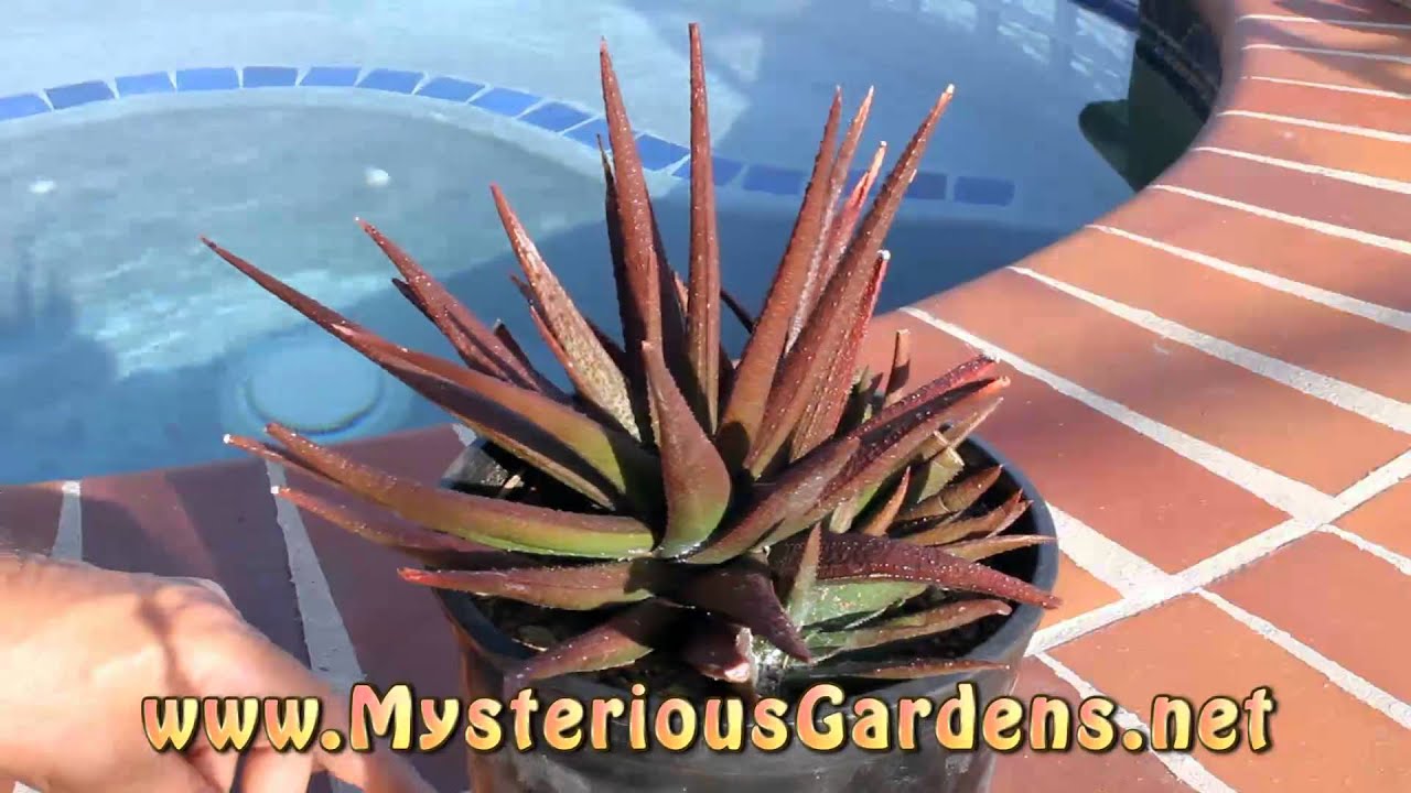 GasterAloe Midnite - Kelly Griffin Hybrid - Mysterious Gardens - YouTube