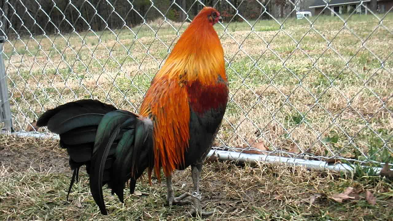 History Of Brown Red Gamefowl | Peatix