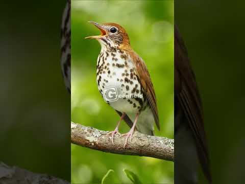 Wood Thrush Singing and Call - YouTube