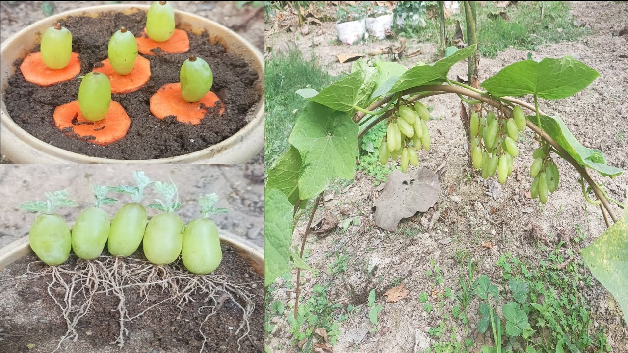 Easy way to grow grape tree from grape at home, growing grape tree from ...