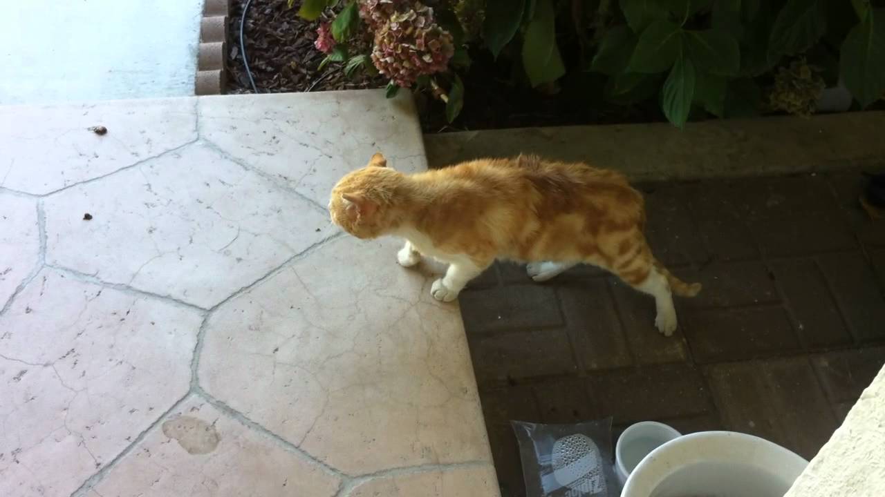 Lumpy the feral cat that we feed - YouTube