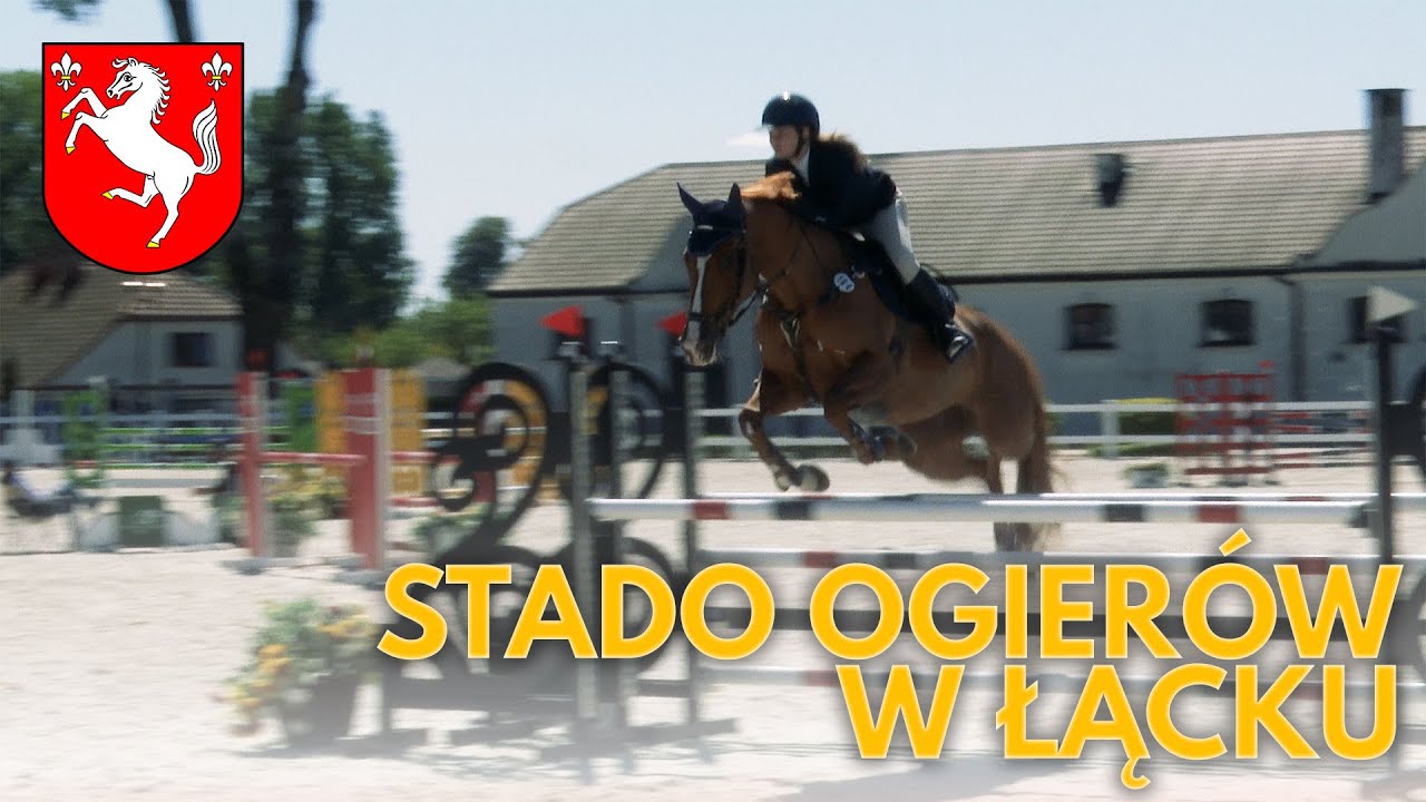 Stado Ogierów w Łącku - YouTube