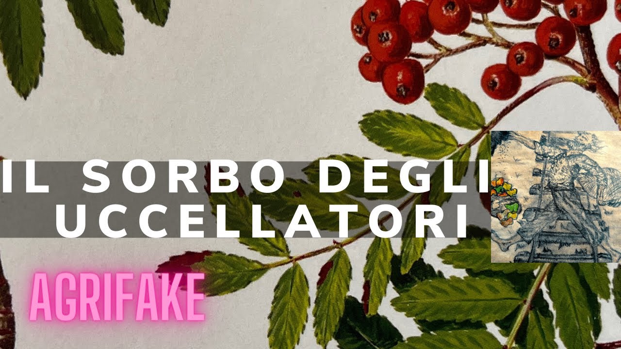 IL SORBO DEGLI UCCELLATORI 🦅(Sorbus aucuparia) - YouTube