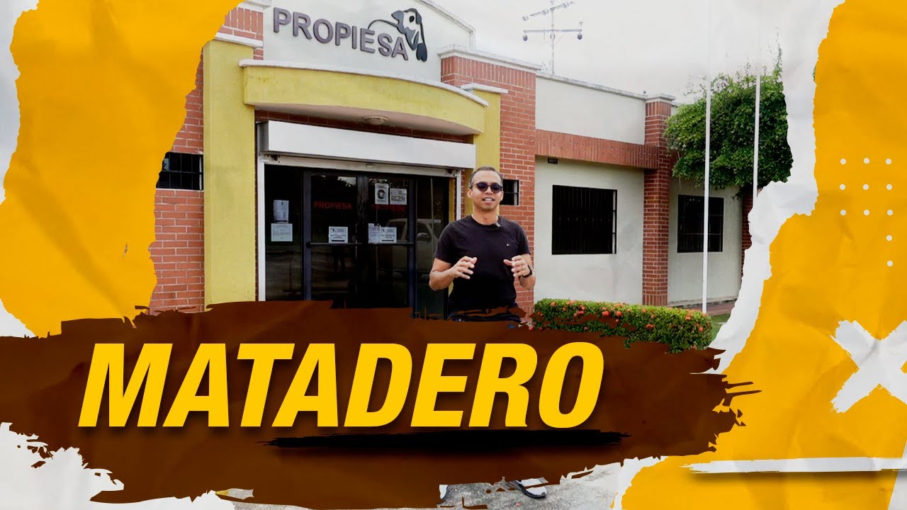 MATADERO de Vacas y Toros - YouTube