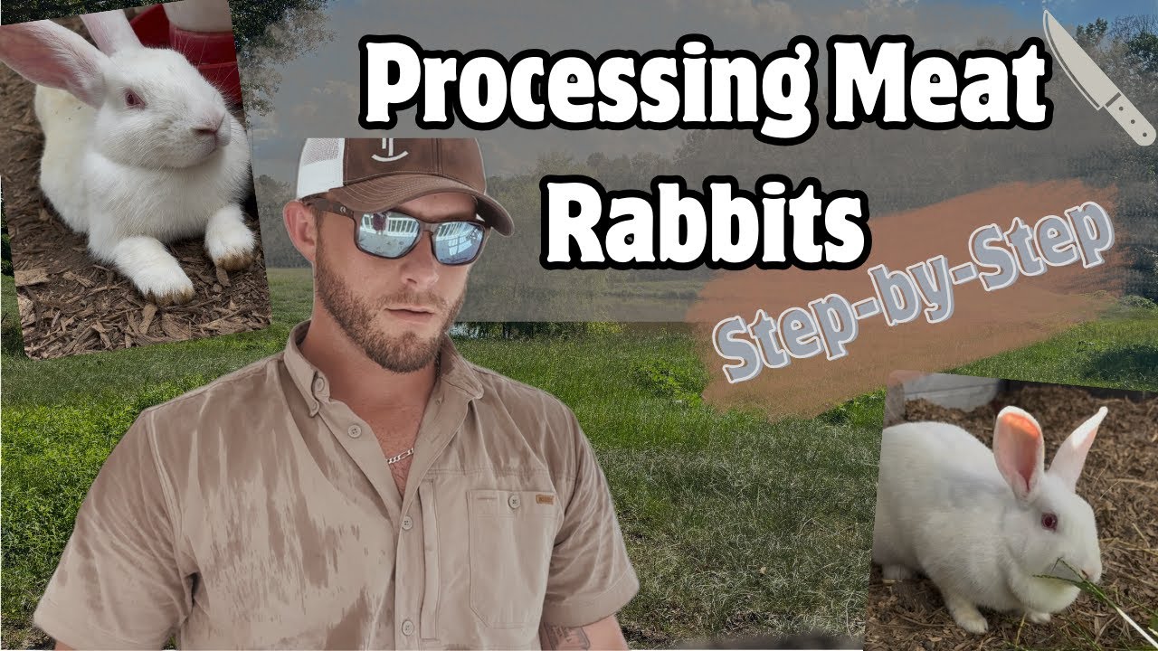 How to Process Meat Rabbits | Step-by-Step Butchering Guide for ...