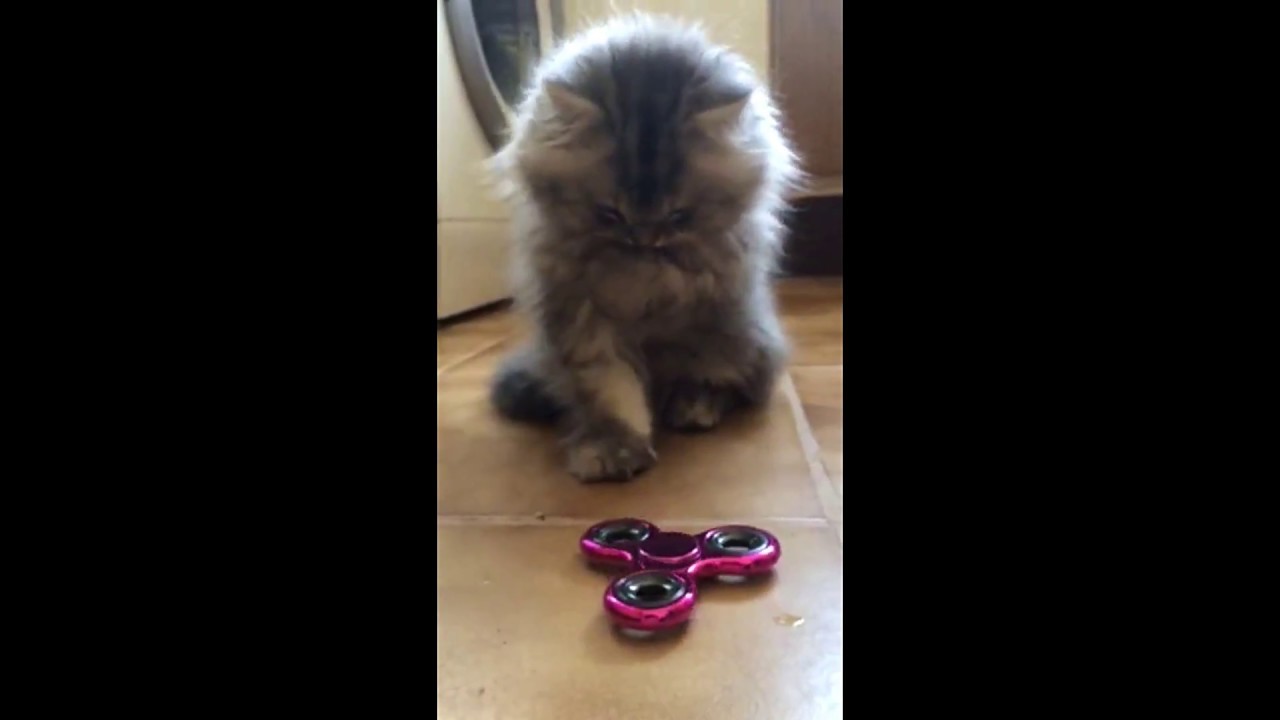 Cat playing with fidget spinner - YouTube