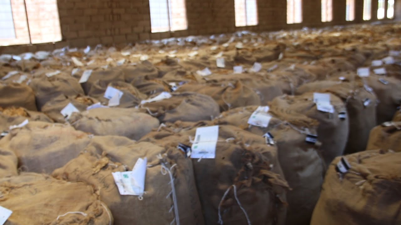 WAKULIMA WA TUMBAKU WAKERWA NA UNUNUZI HOLELA - YouTube