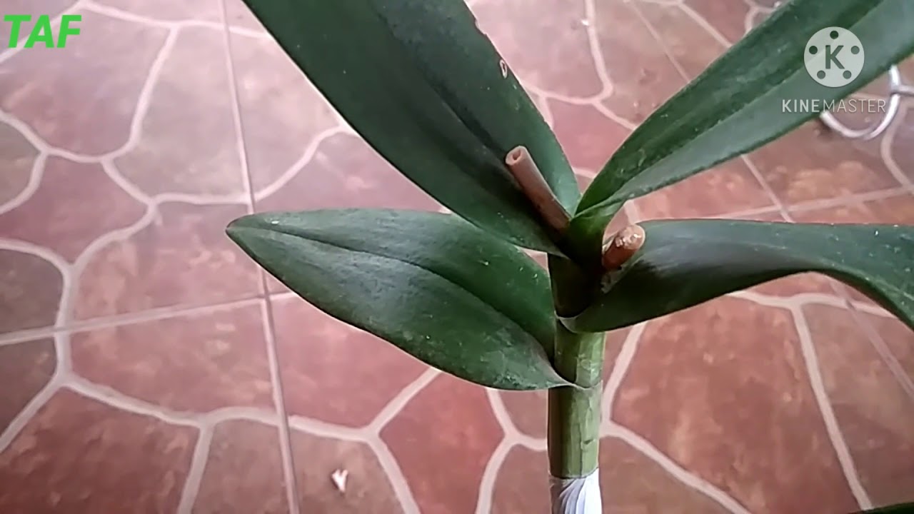 CARA POTONG TANGKAI ANGGREK DENDROBIUM HABIS MASA BUNGA - YouTube