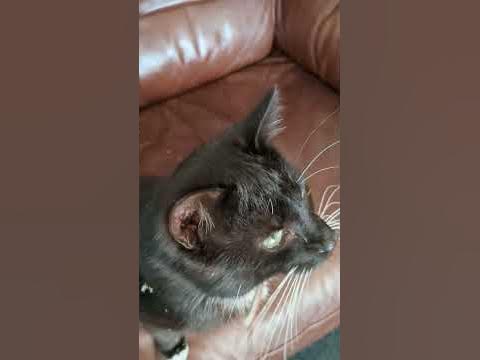 cat reaction to catnip - YouTube