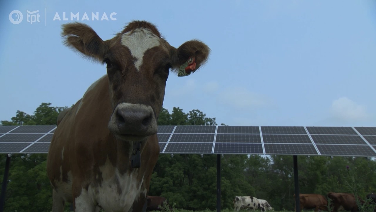 Can Solar Panels and Cows Coexist? Cutting-Edge Agrivoltaics Research ...